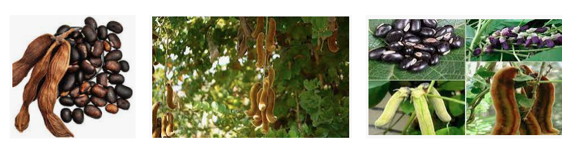 alkushi beej in bangladesh Archives - News Times